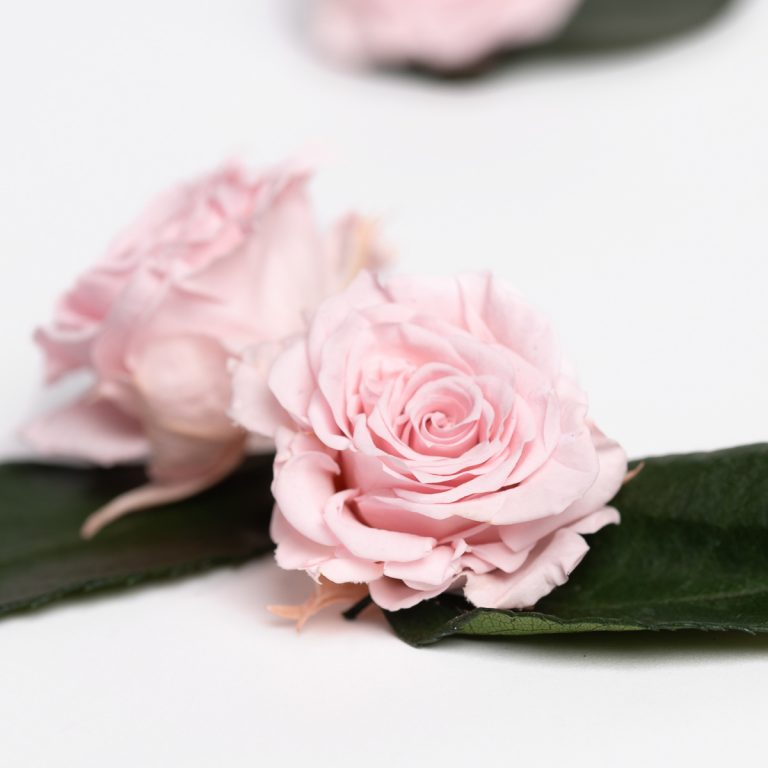 Preserved Roses Wholesale | Made To Last Forever | Fora Nature