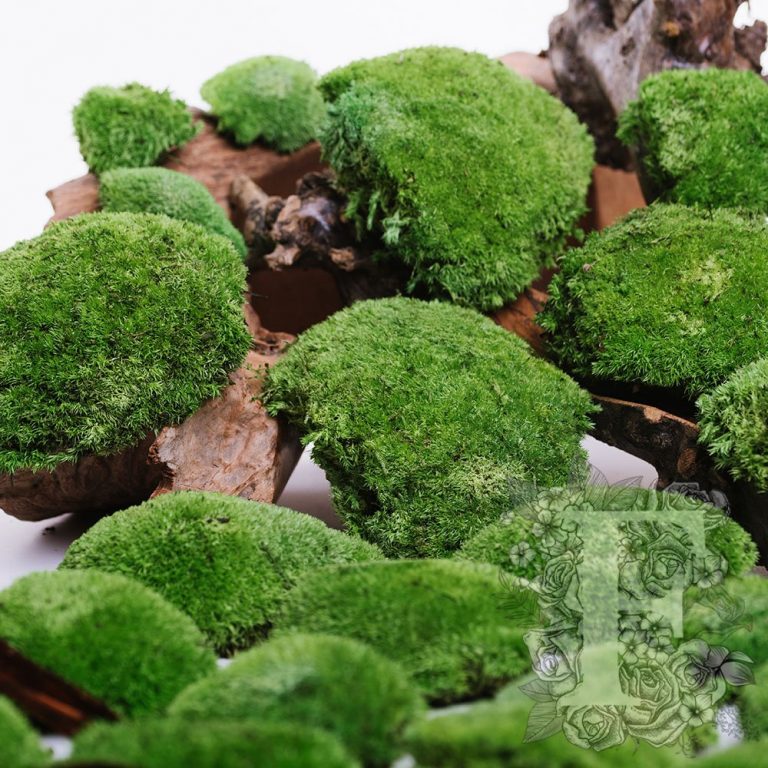 Ball Pole Moss - Window Box - 180g | Fora Nature