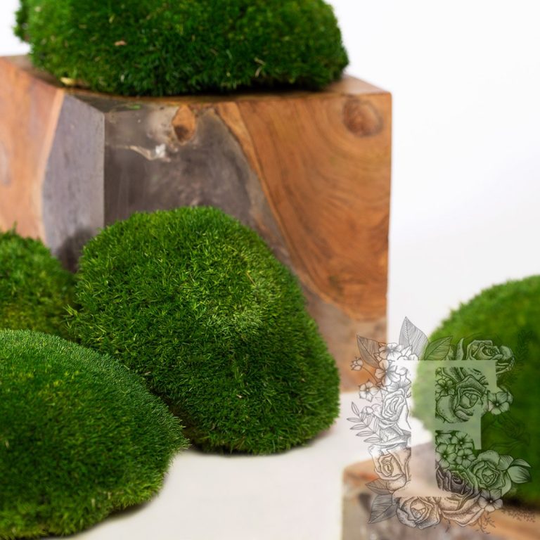 Ball Pole Moss - Window Box - 180g | Fora Nature