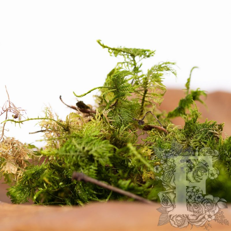 Ball Pole Moss - Window Box - 180g | Fora Nature