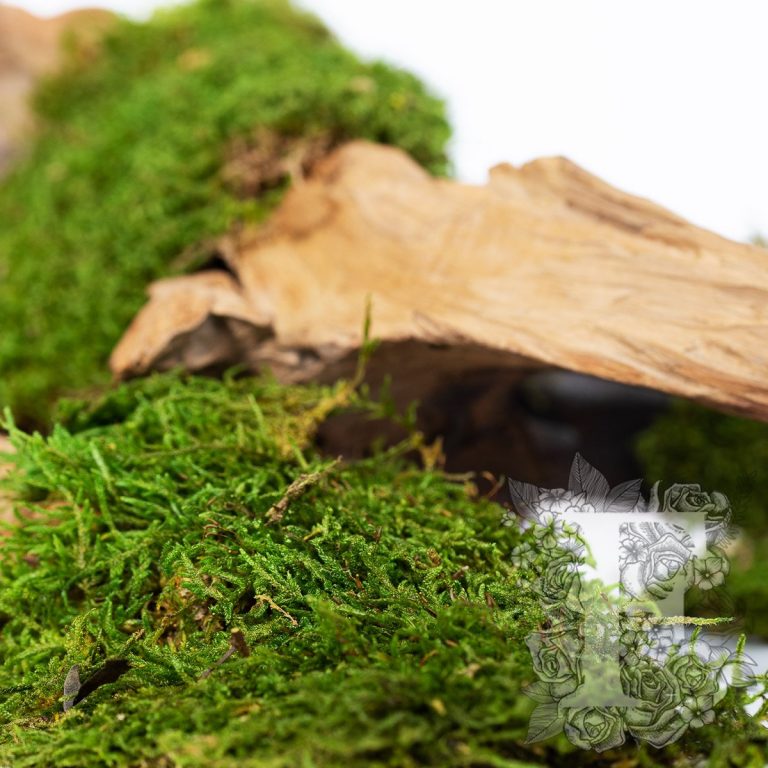 Ball Pole Moss - Window Box - 180g | Fora Nature