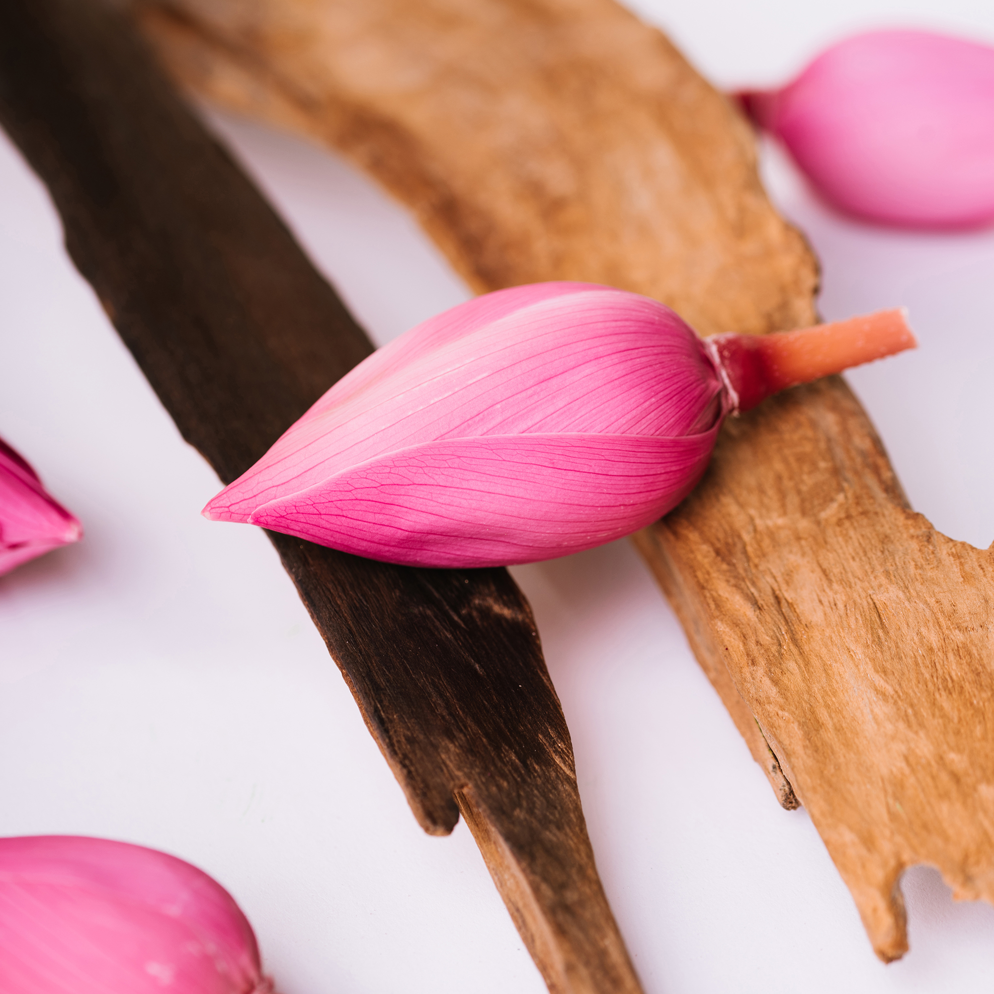 Lotus - XL - XXL - King | Fora Nature