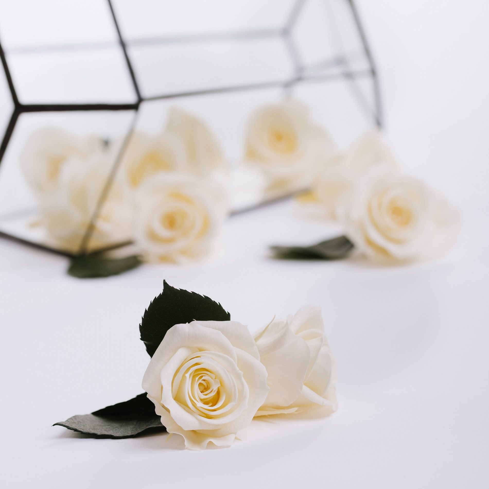 Garden Rose - Temari Blossom - 4 Heads | Fora Nature