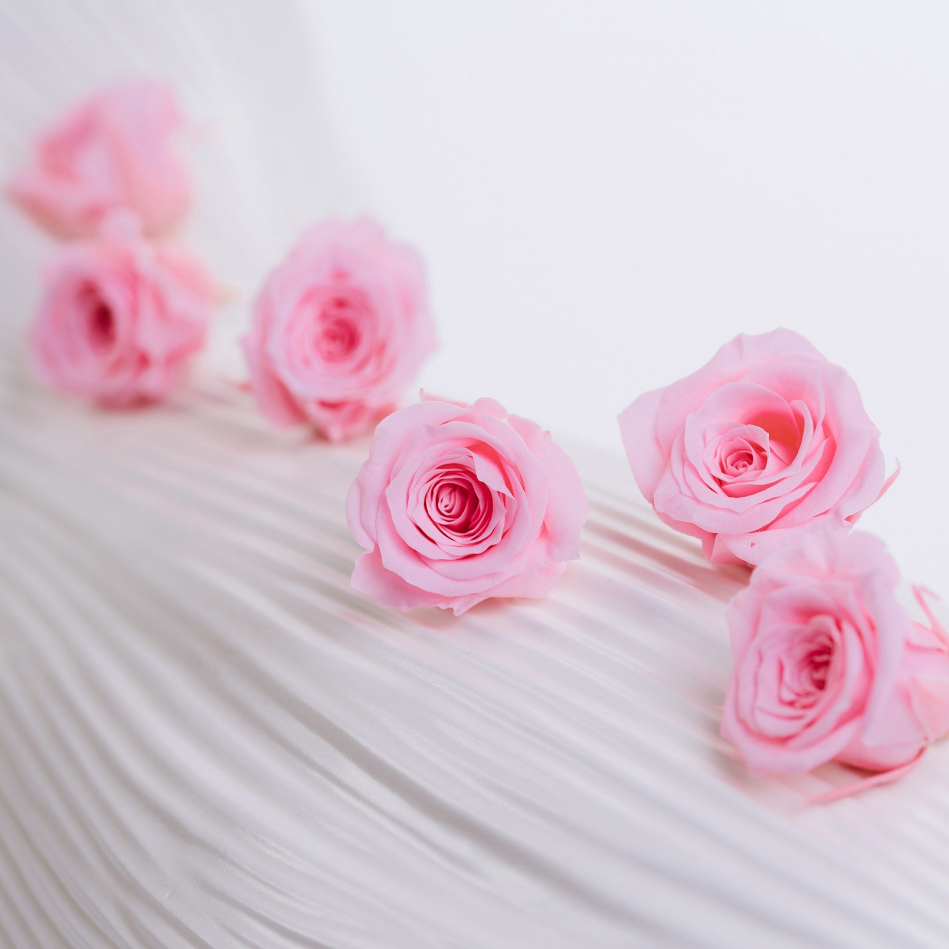 Verdissimo - Princess - 16 Heads | Fora Nature